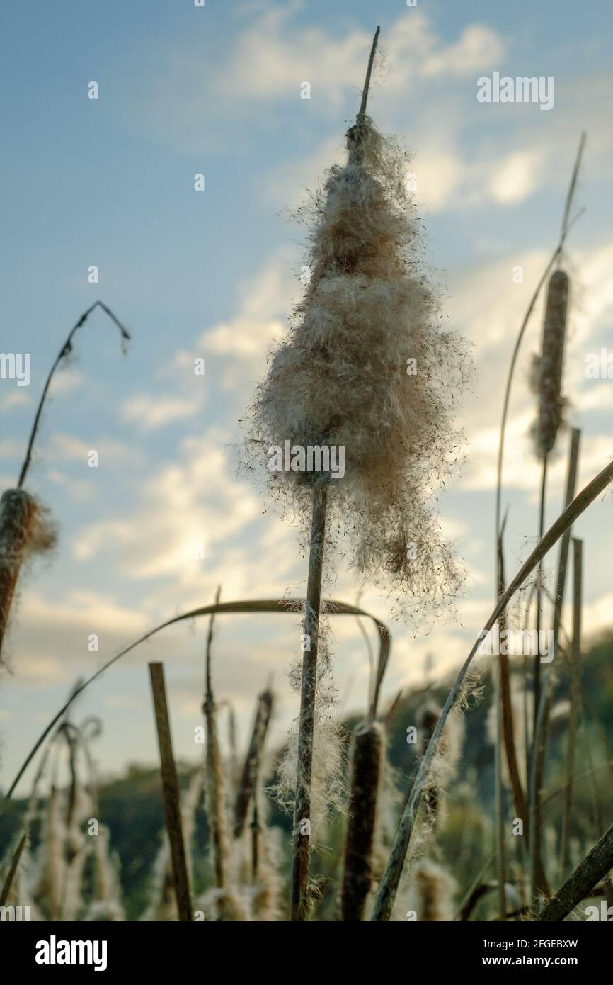 Fluffy cattail seeds. Natural background and texture Stock Photo - Alamy