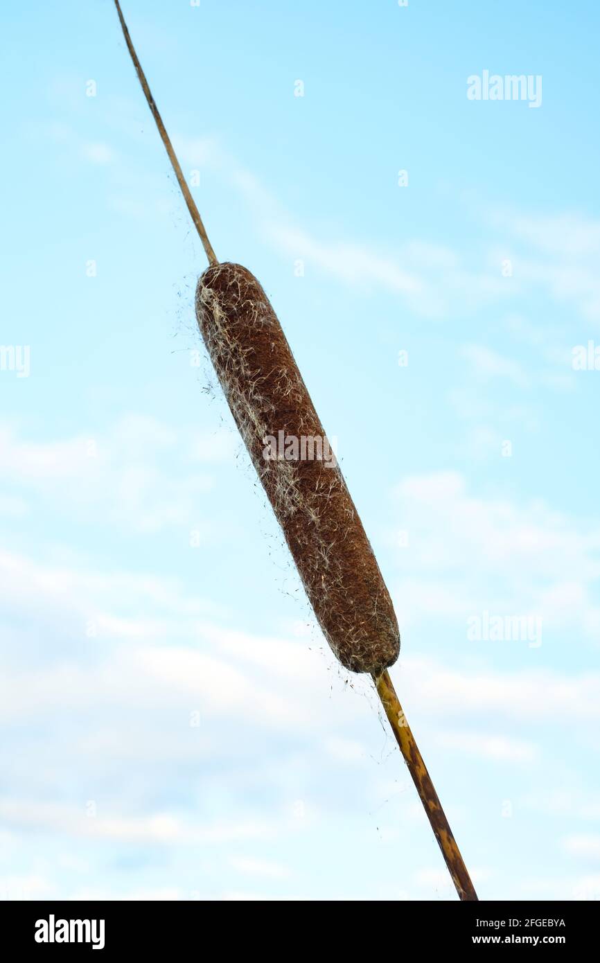 Fluffy cattail seeds. Natural background and texture Stock Photo - Alamy