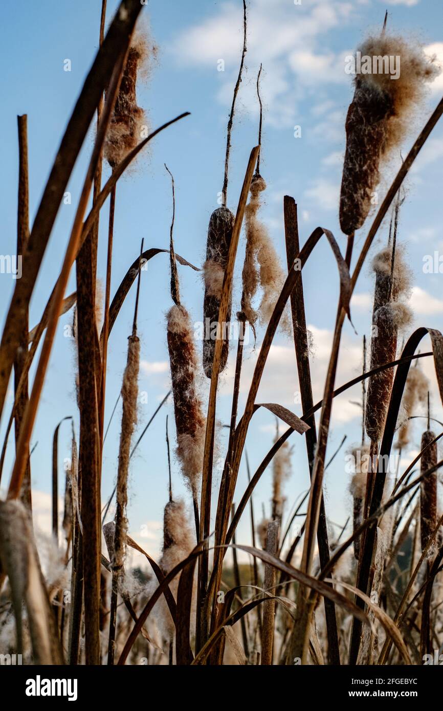 Fluffy cattail seeds. Natural background and texture Stock Photo - Alamy