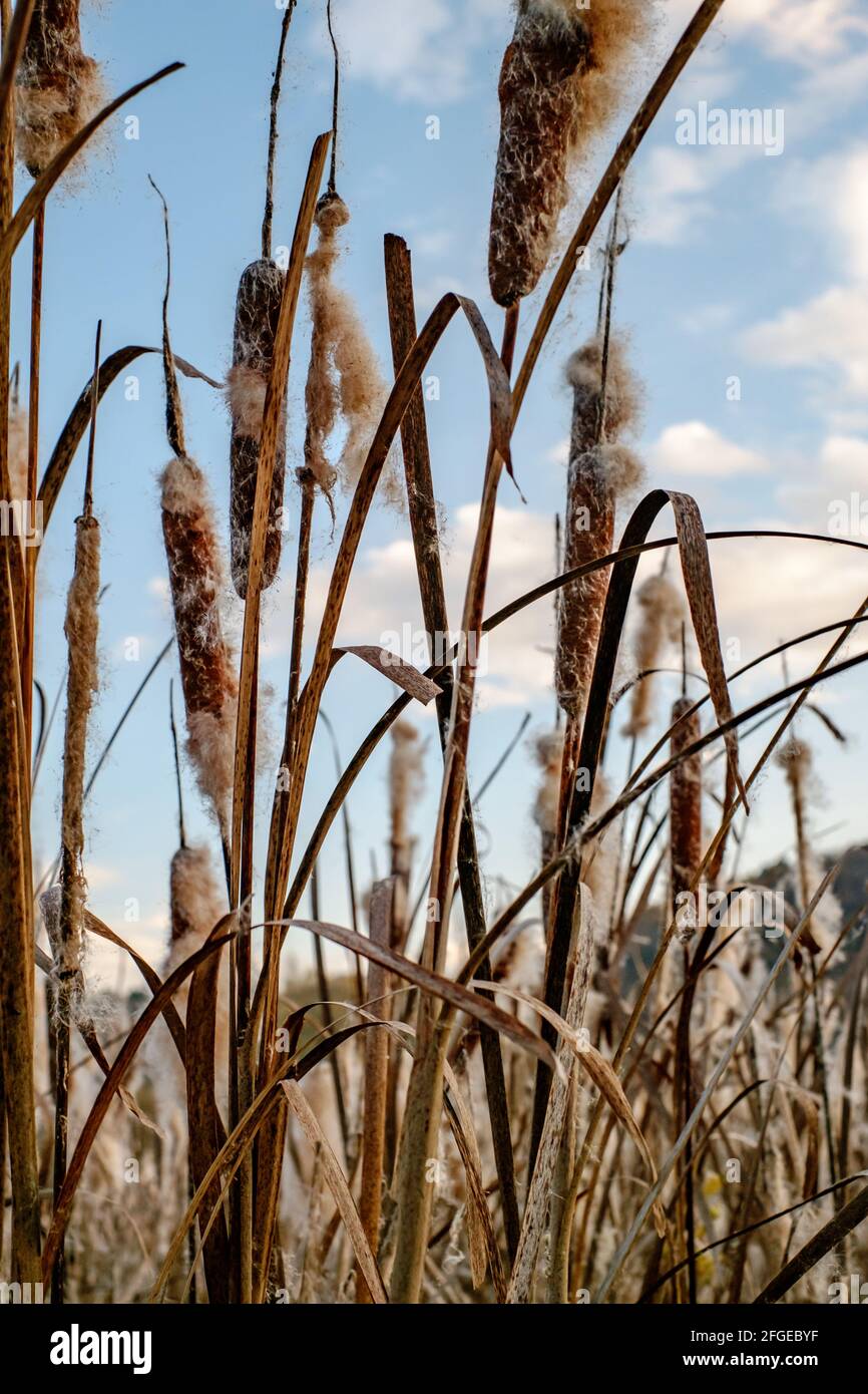Fluffy cattail seeds. Natural background and texture Stock Photo - Alamy