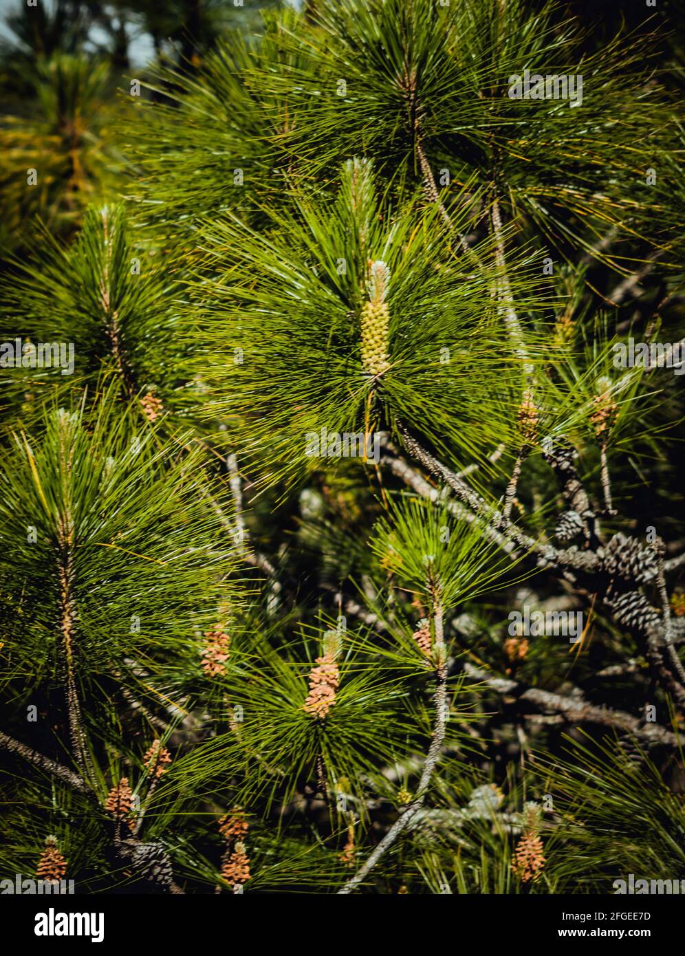 VERTICAL real nature background. Close-up bright green pine tree ...