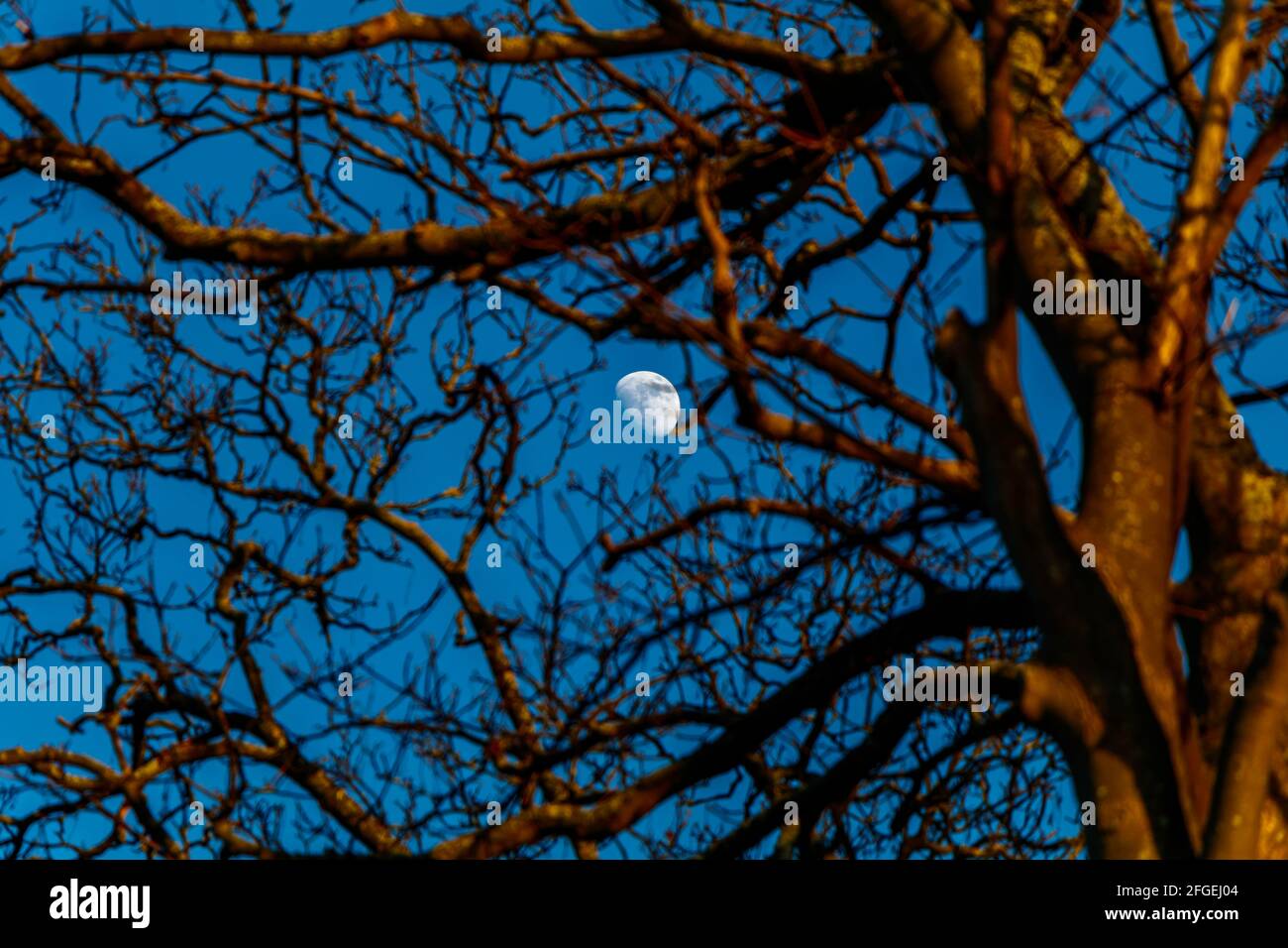 Tree branches with the moon in the background Stock Photo - Alamy