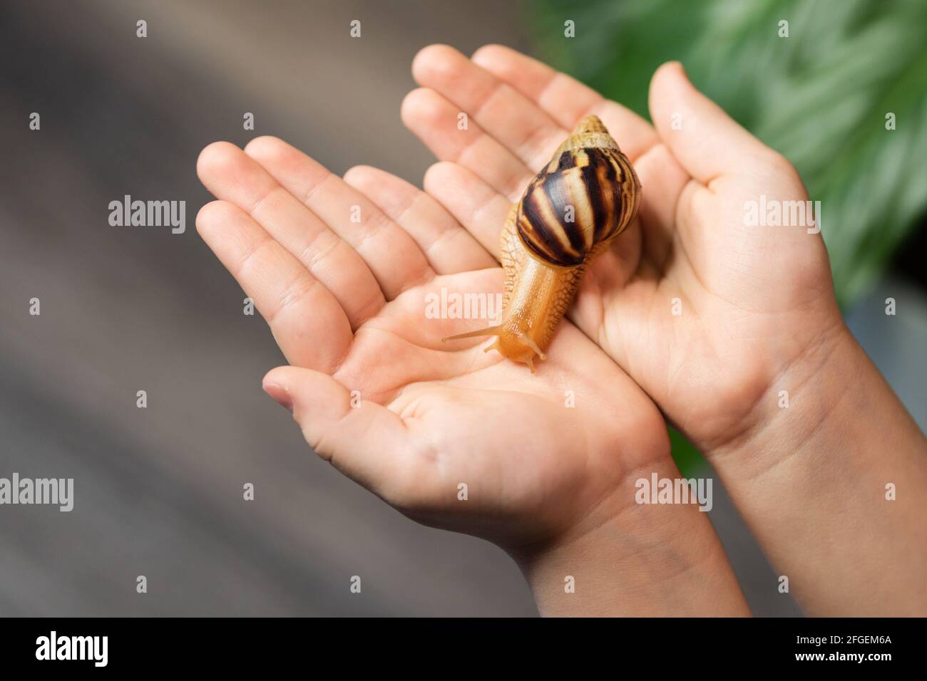 Achatina snail is crawling on palms of little girl. Concept of ...