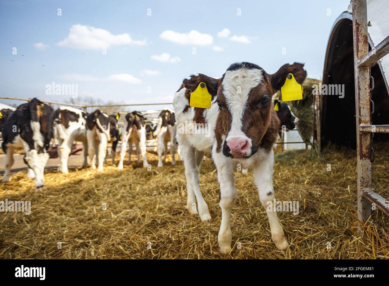 Livestock cow farm. Herd of black white calfs are looking at the camera ...