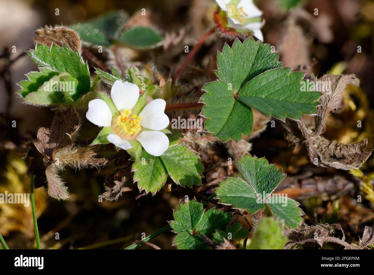 Barren strawberry hi-res stock photography and images - Alamy