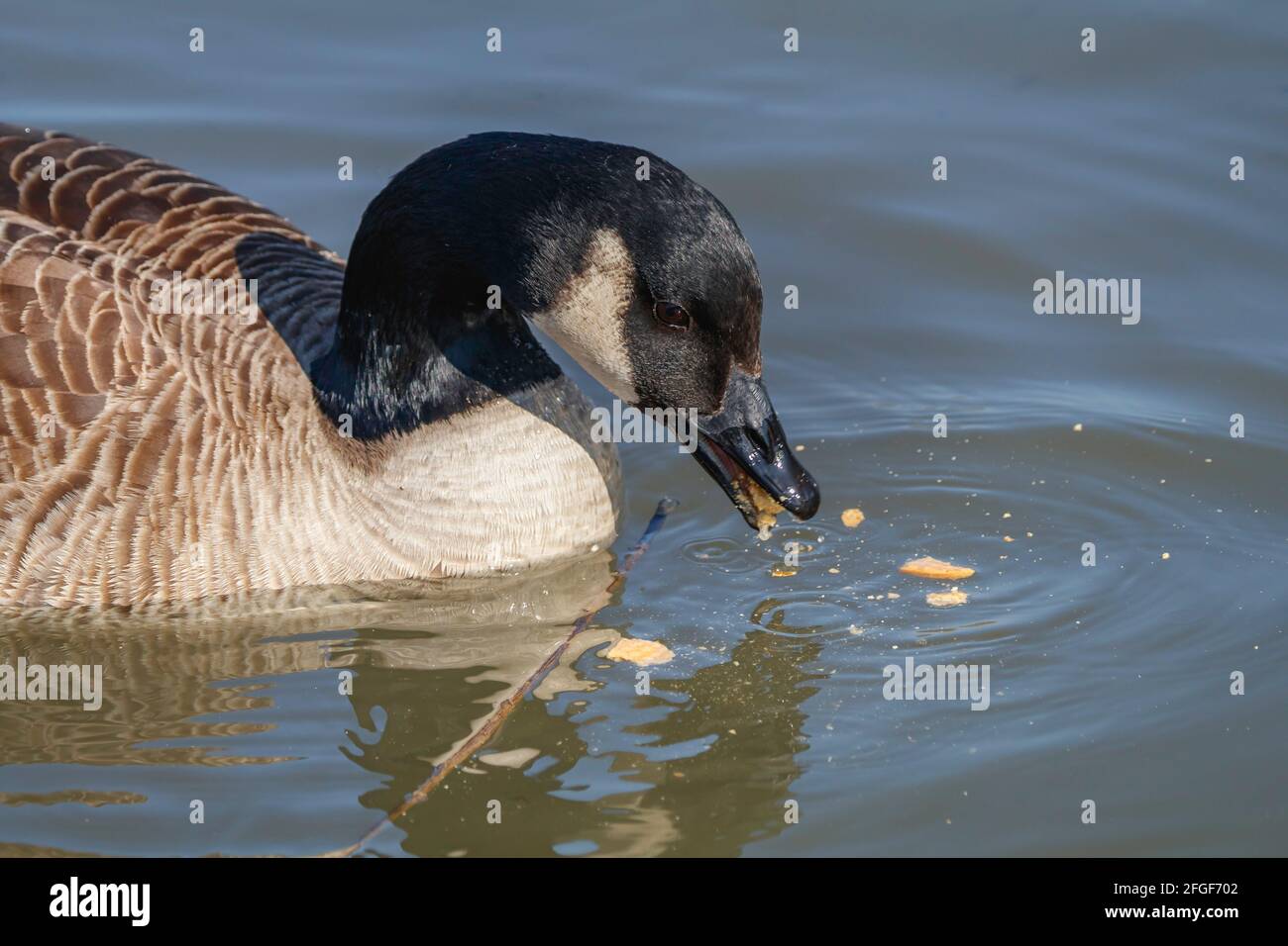 Canada geese feeding Stock Photo - Alamy