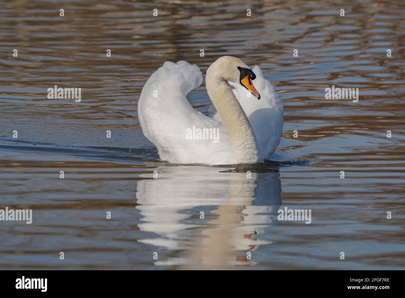 Swan on a calm lake with reflection Stock Photo - Alamy