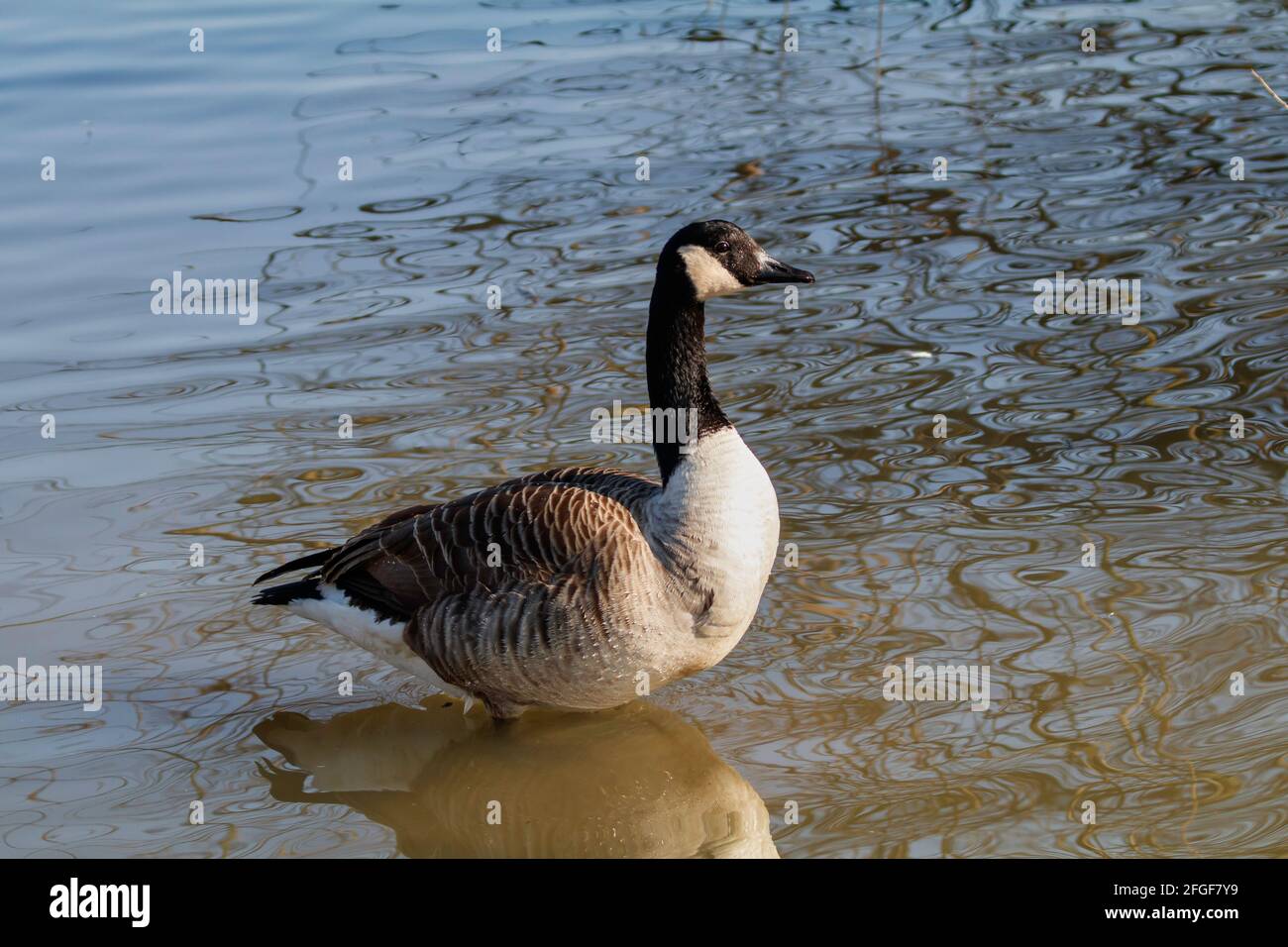 Backwell hi-res stock photography and images - Alamy