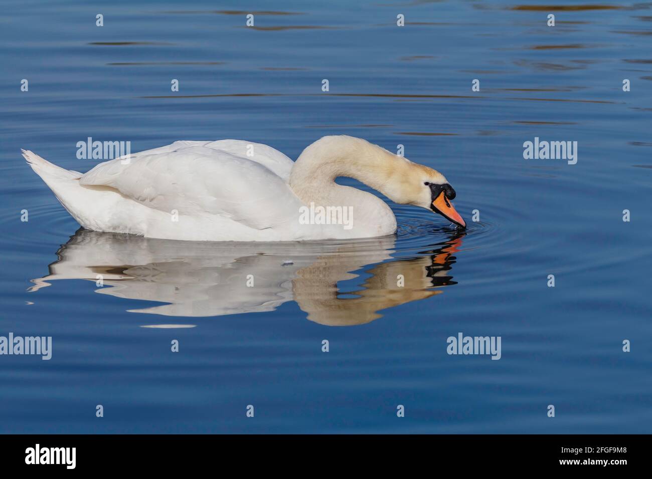 Swan having a drink with reflection Stock Photo - Alamy