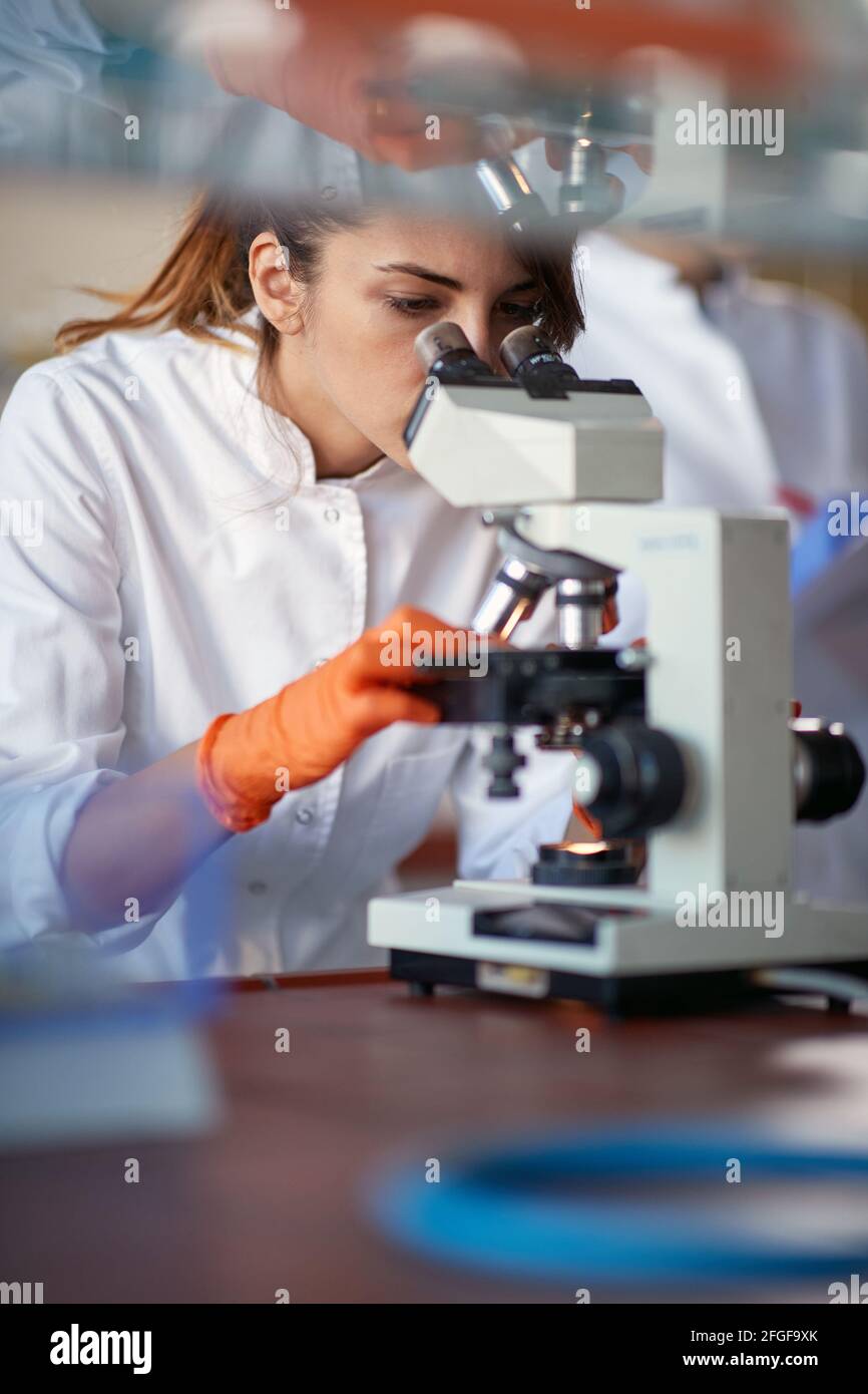 A young female student looking through a microscope in a sterile ...