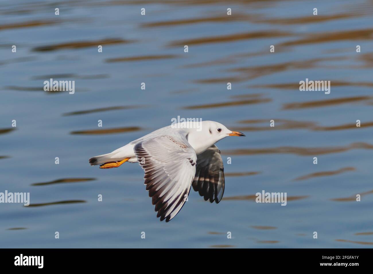 Backwell nature reserve Stock Photo - Alamy