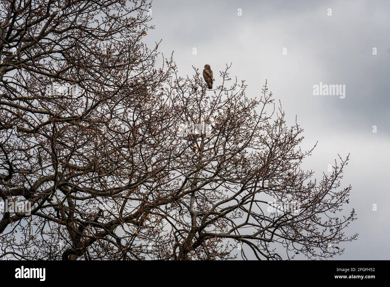 Withered wings hi-res stock photography and images - Alamy