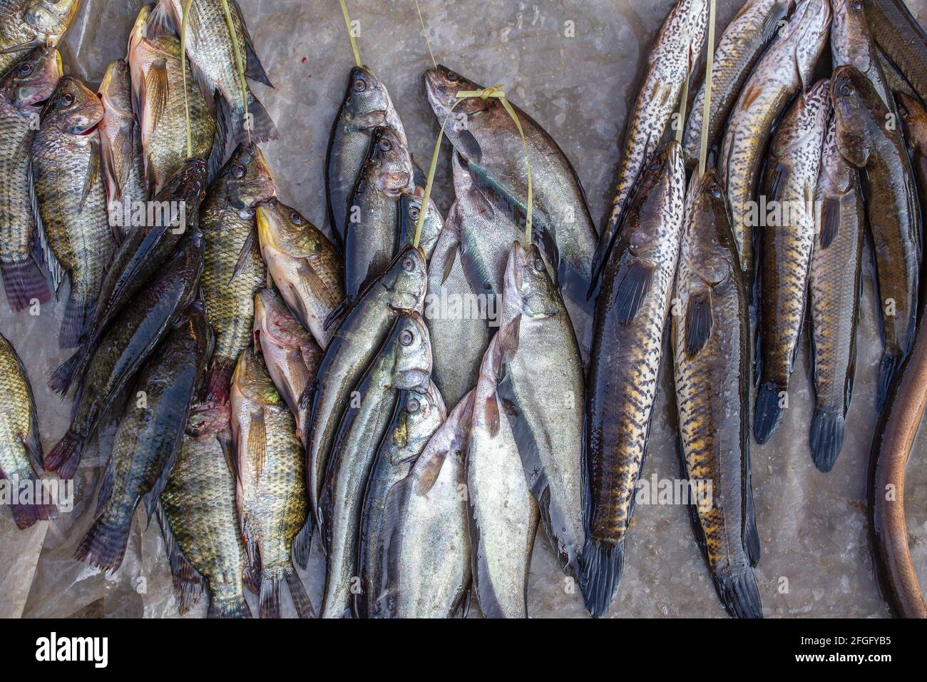 Myanmar seafood cuisine hi-res stock photography and images - Alamy