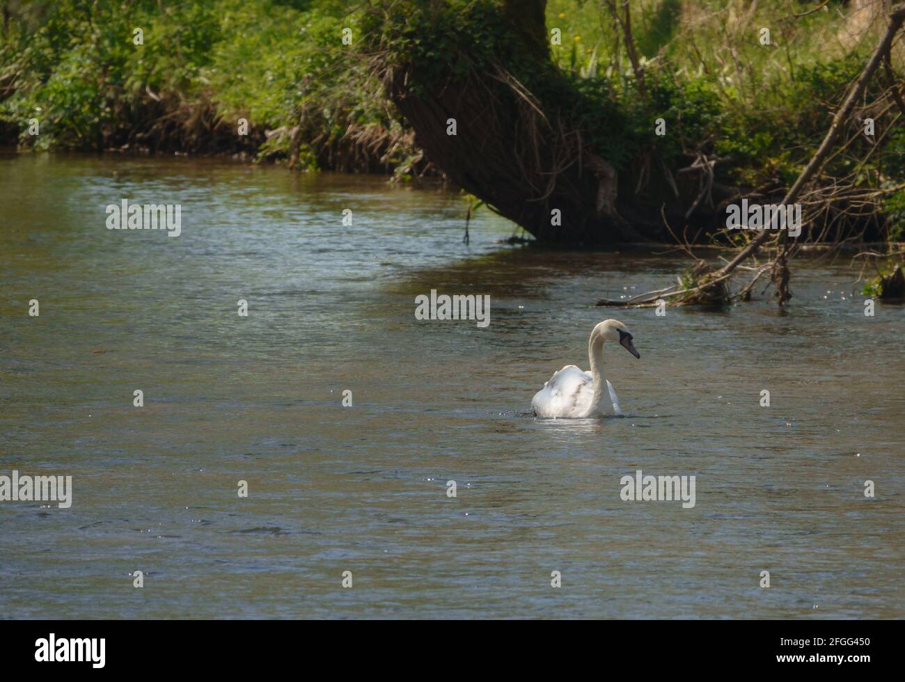 a beautiful cygnet afloat on the wiltshire river avon Stock Photo - Alamy