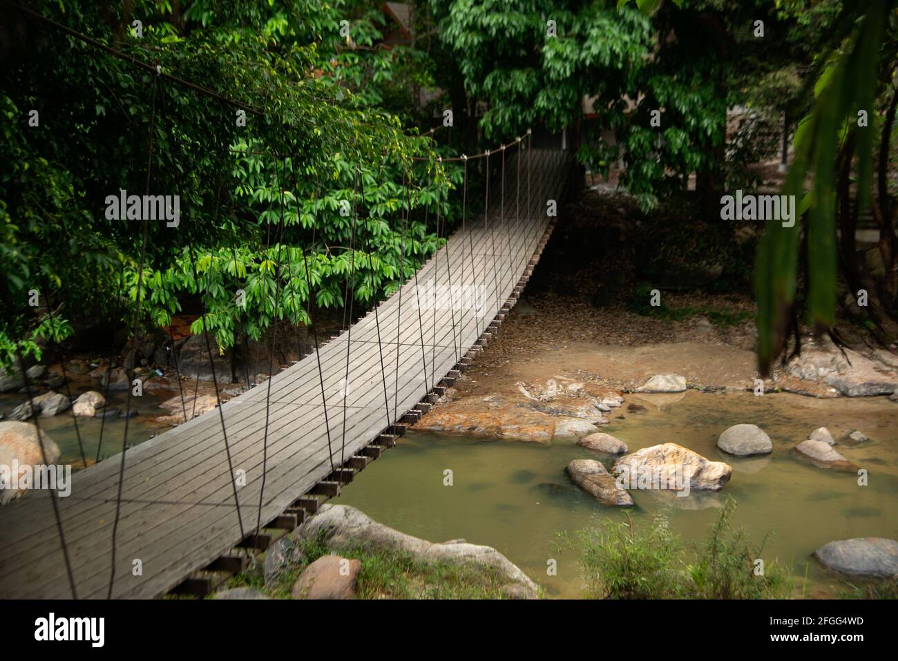 Wooden suspension bridge across the creek an overgrown tree in a park ...