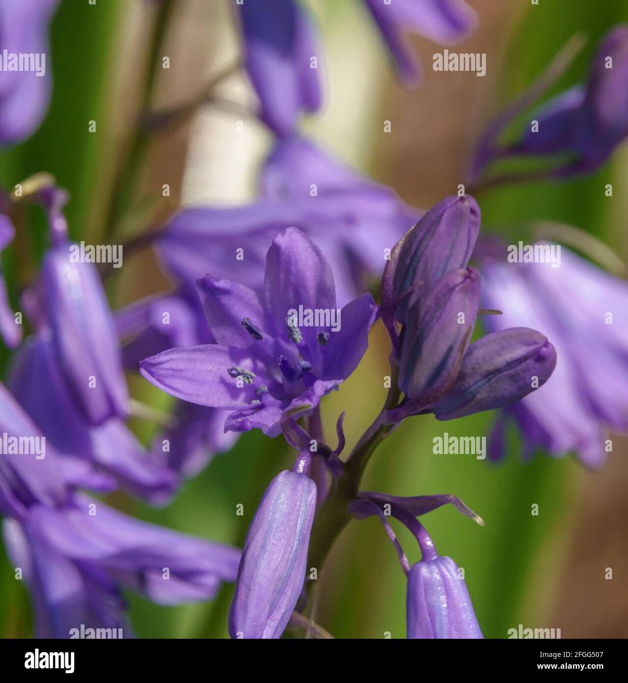 native english bluebells with blue purple petals in bloom Stock Photo ...