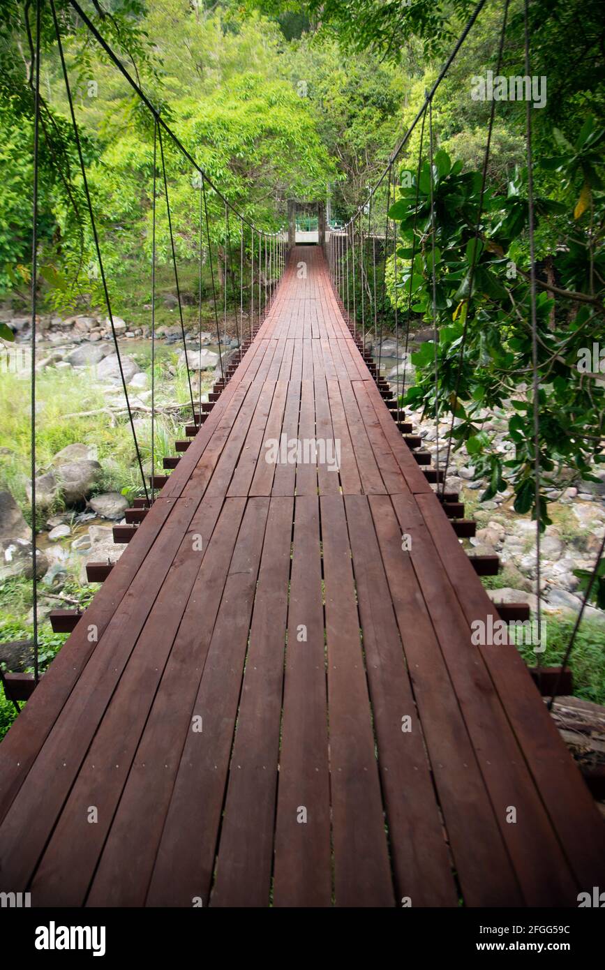 Wooden suspension bridge across the creek an overgrown tree in a park ...