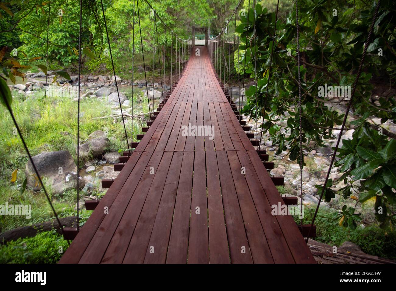 Wooden suspension bridge across the creek an overgrown tree in a park ...