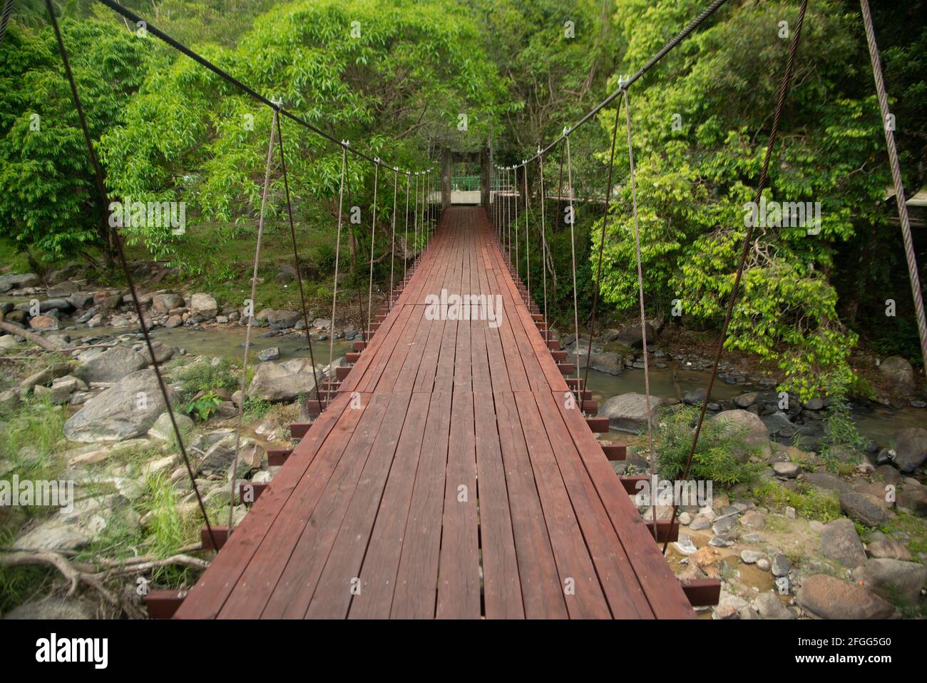 Wooden suspension bridge across the creek an overgrown tree in a park ...
