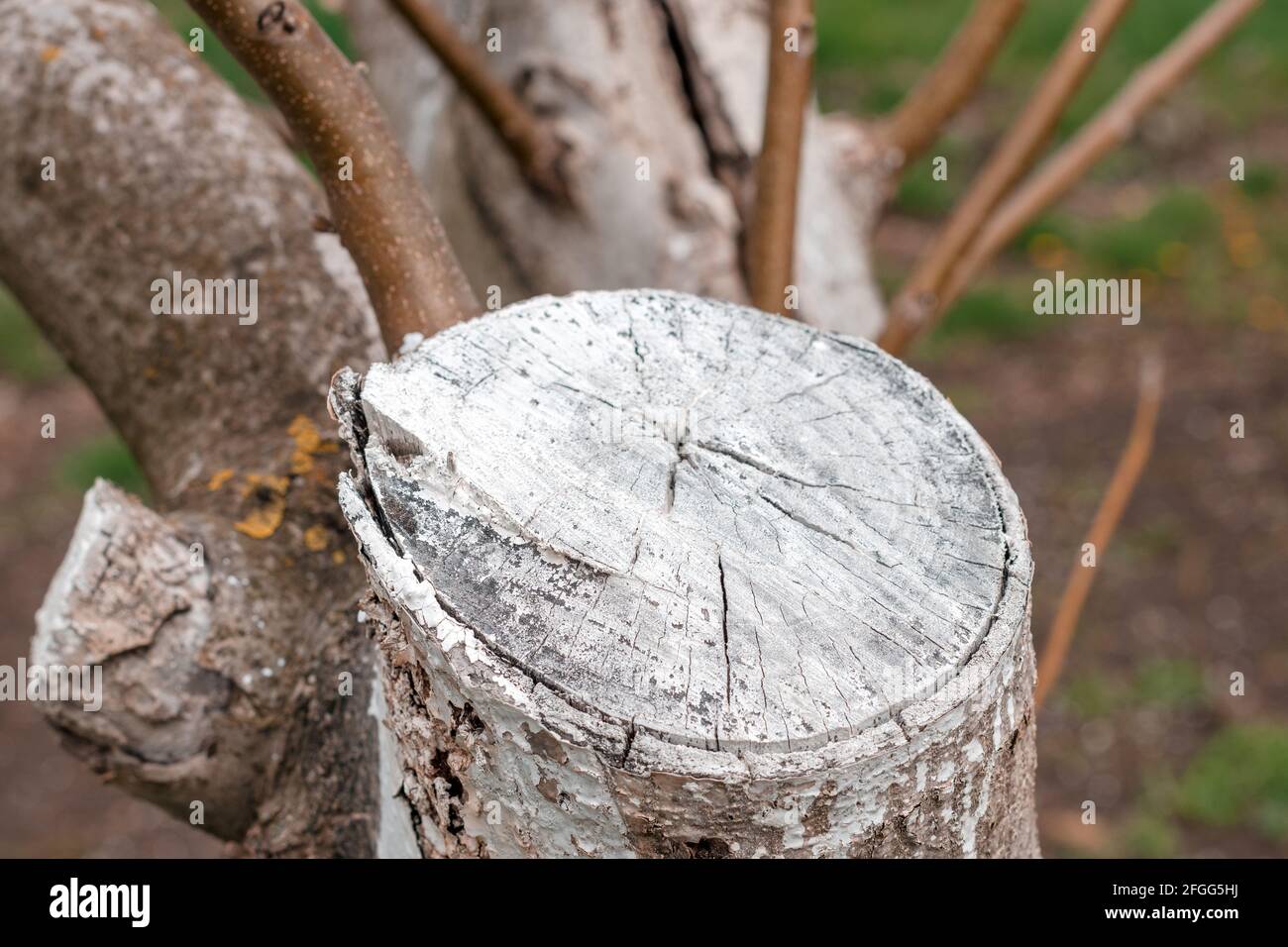 White walnut tree hi-res stock photography and images - Alamy