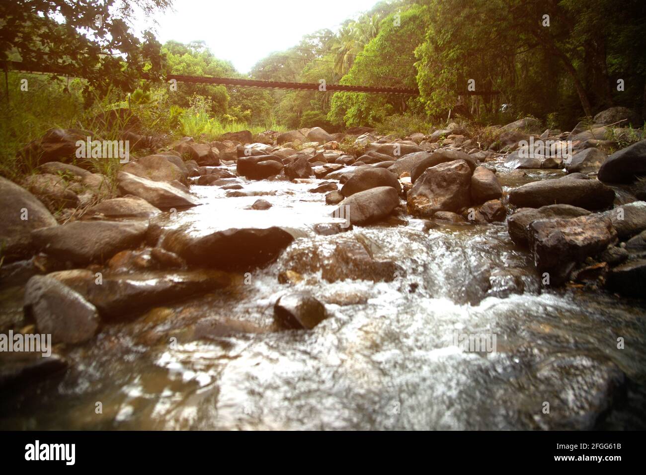 Wooden suspension bridge across the creek an overgrown tree in a park ...