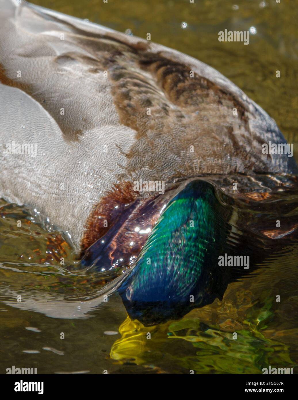 Duck feet underwater hi-res stock photography and images - Alamy