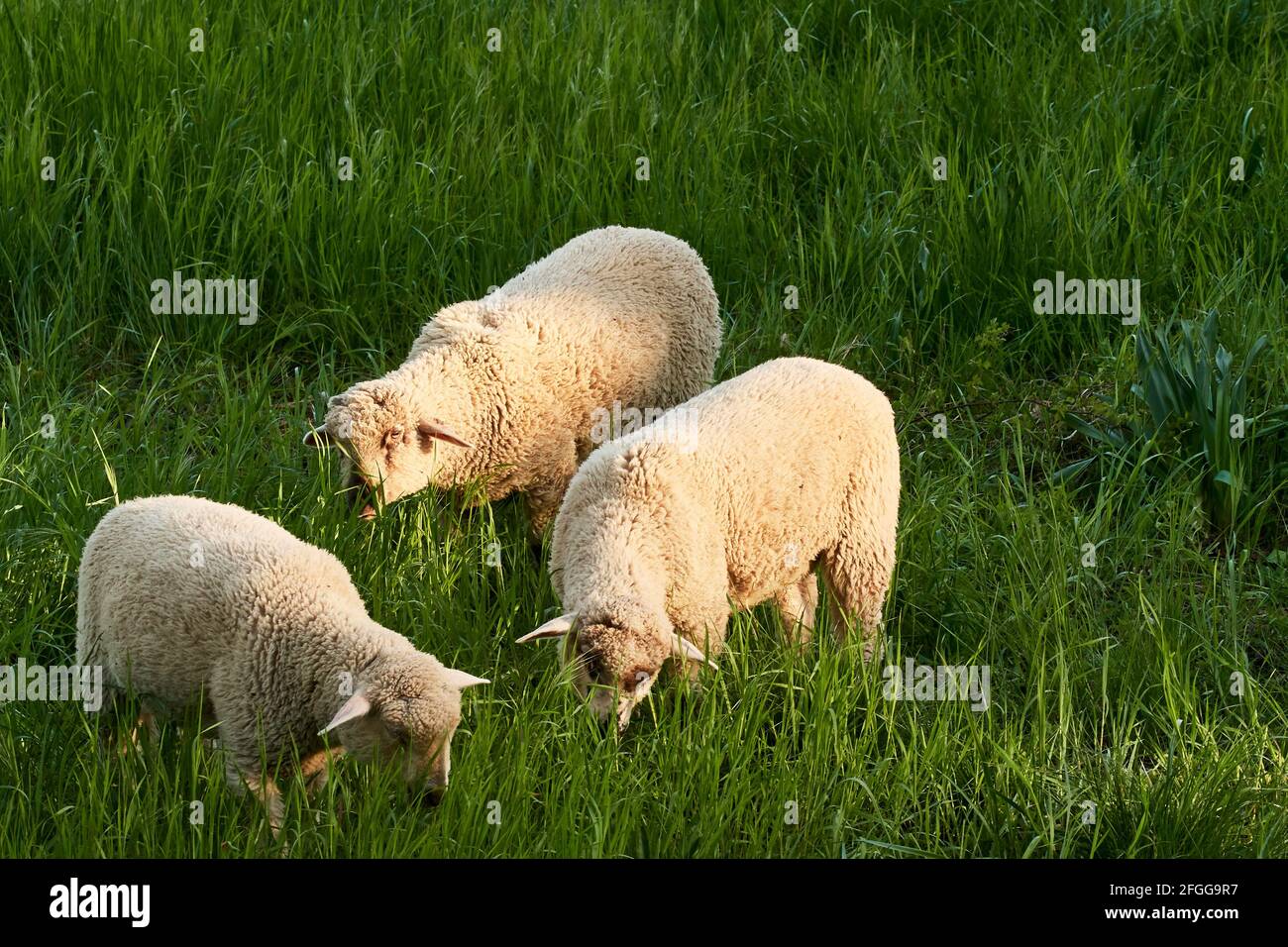 Animals in tall grass hi-res stock photography and images - Alamy