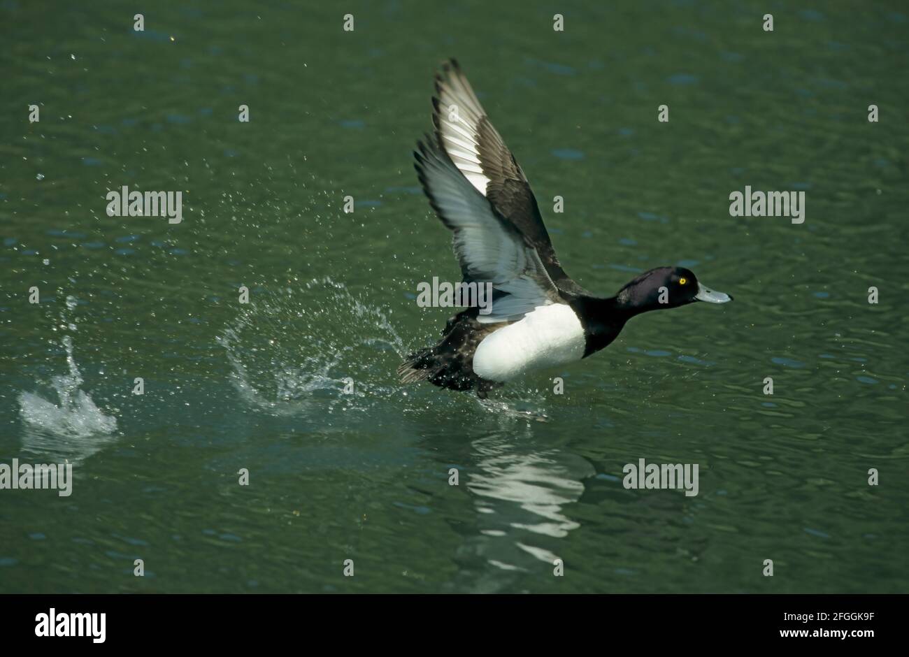 Tufted Duck running across water to take off Aythya fuligula Sussex, UK ...