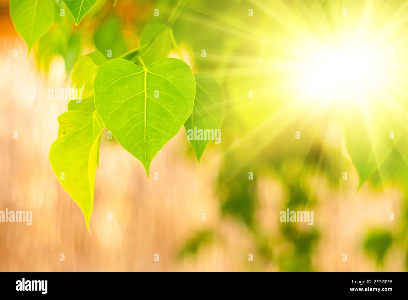 Close up of fresh Green Bo Leaf With Sunlight In The Morning. Bodhi ...