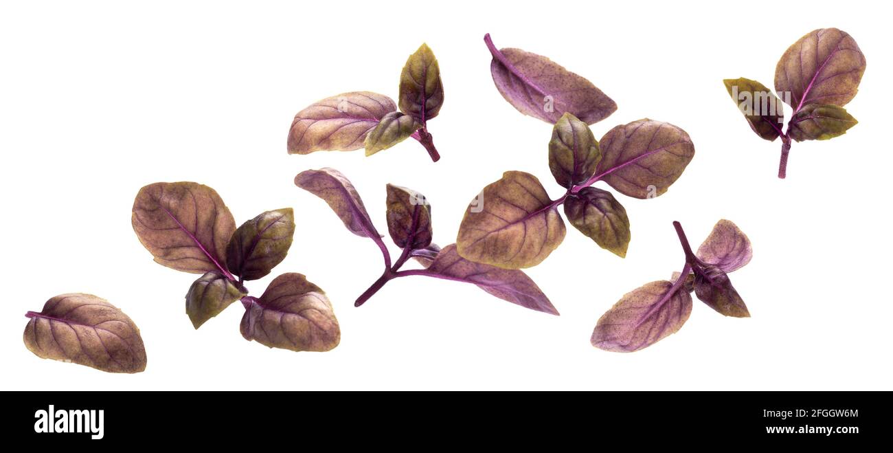 Falling red basil leaves isolated on white background Stock Photo - Alamy