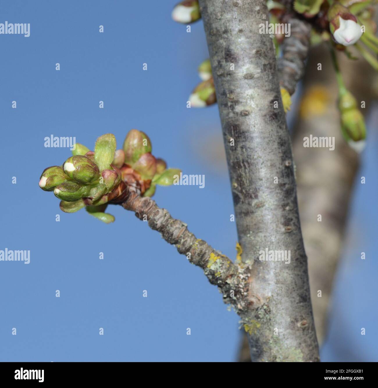 Budding twig hi-res stock photography and images - Alamy