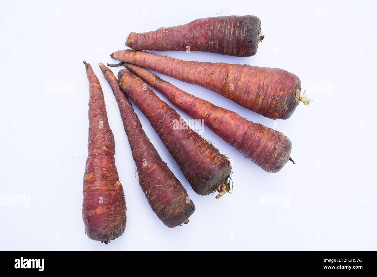 Dark colored carrots. Fresh organic farm fresh plucked harvested ...