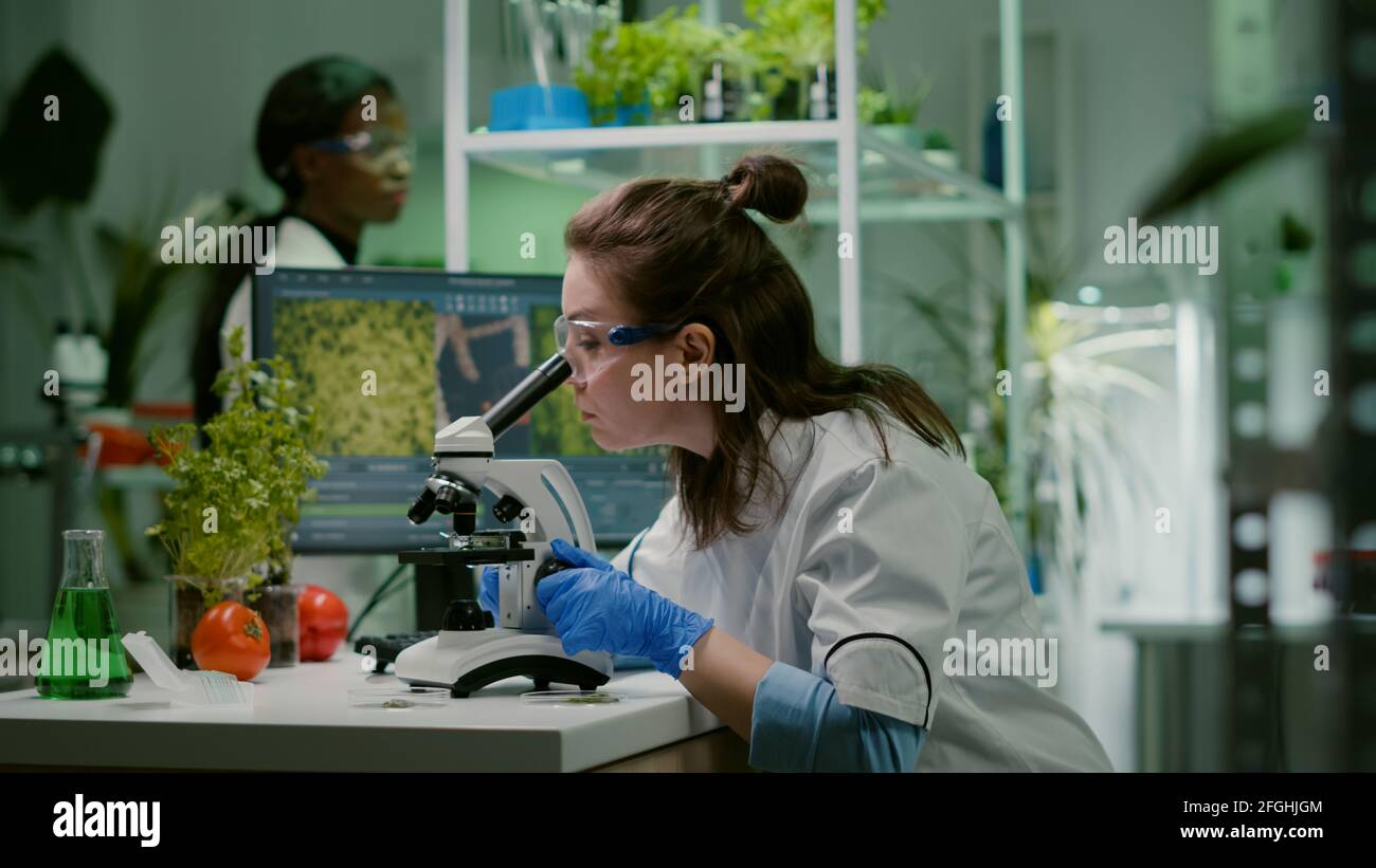 Biologist taking leaf sample putting into microscope observing chemical ...