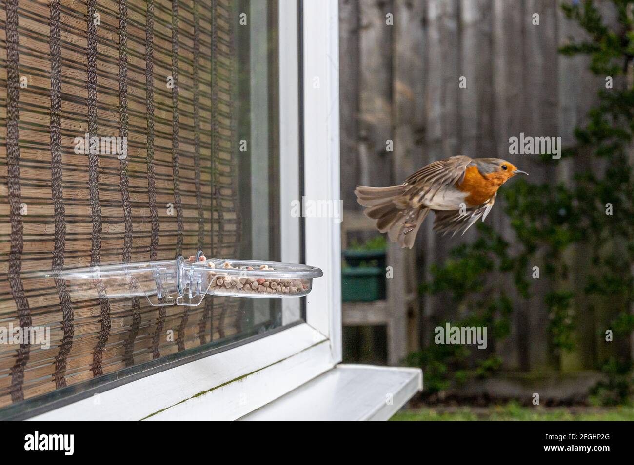 Birds flying in slow motion hi-res stock photography and images - Alamy