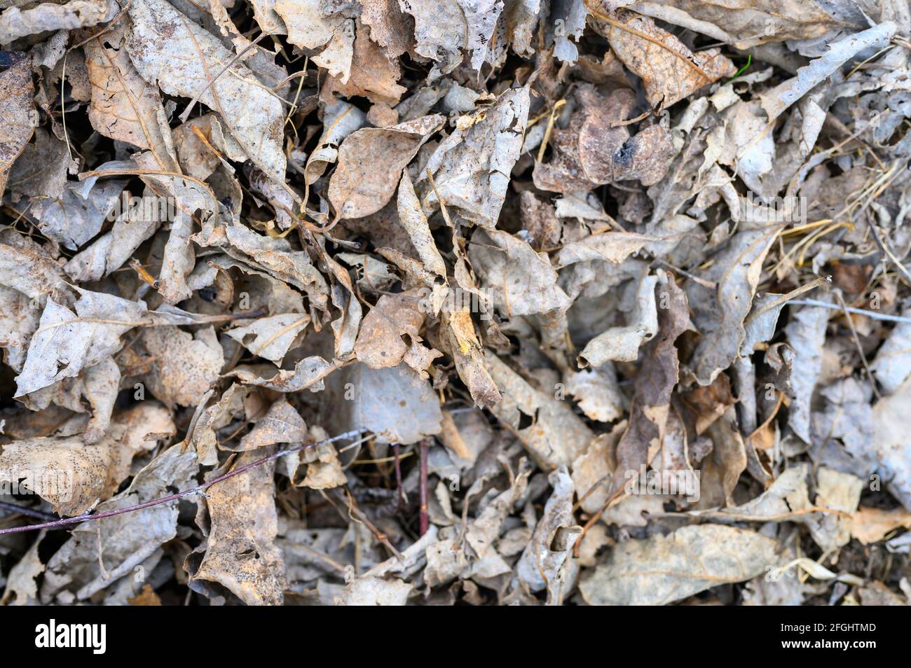 textured background of heap dry withered fallen autumn leaves of trees ...