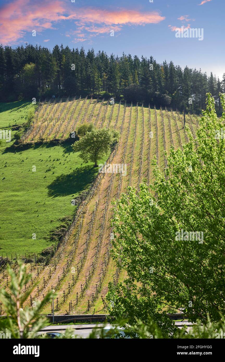 Grape growing country hi-res stock photography and images - Alamy