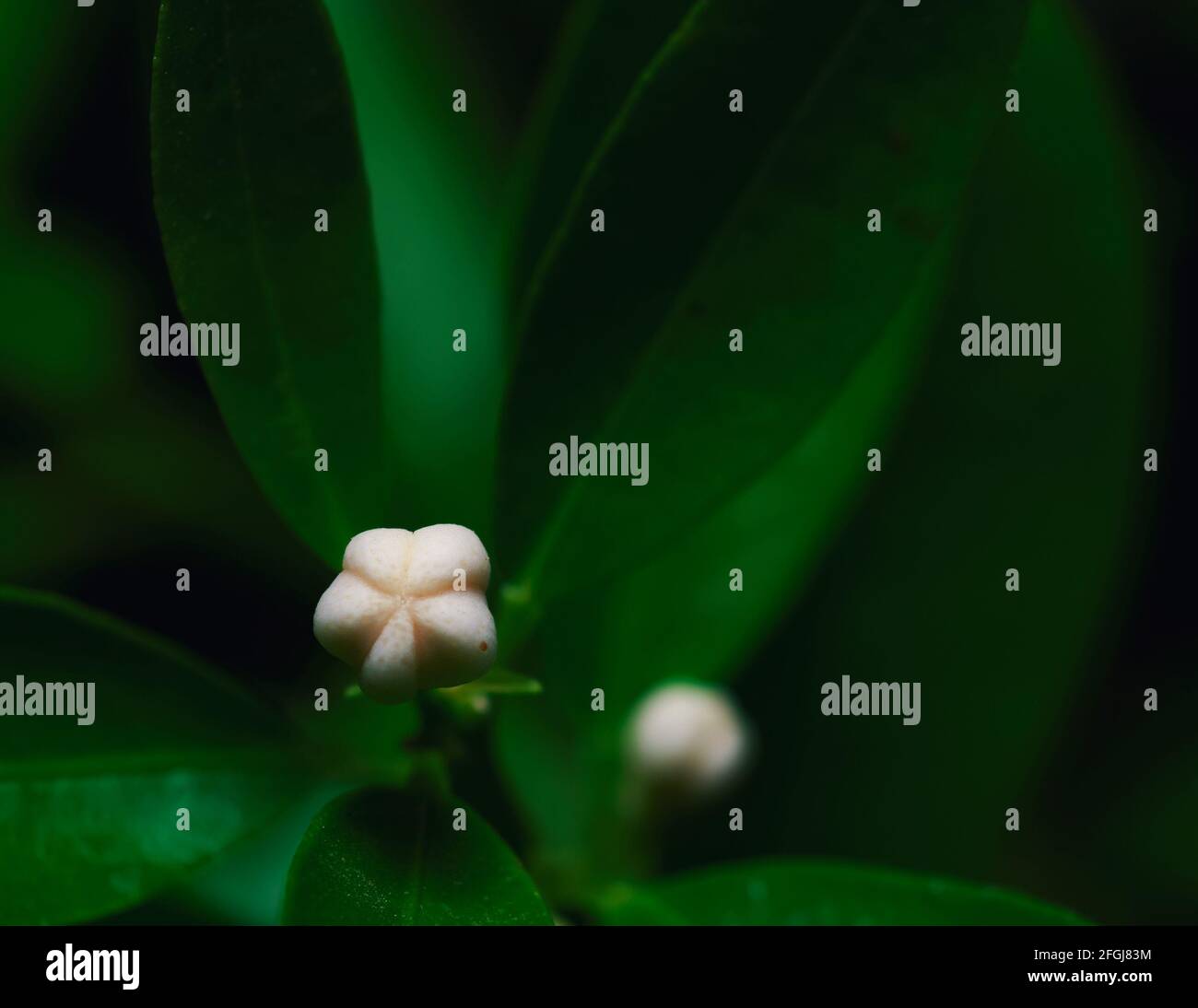 A white fruit of lemon aspen tree in the rainforest Stock Photo - Alamy