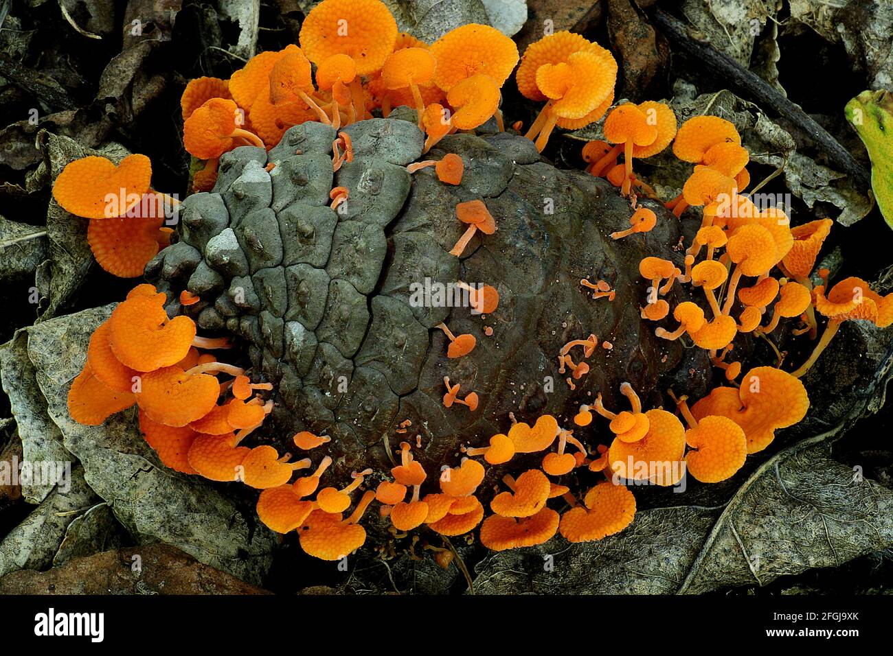Orange pore fungus (Favolaschia calocera Stock Photo - Alamy