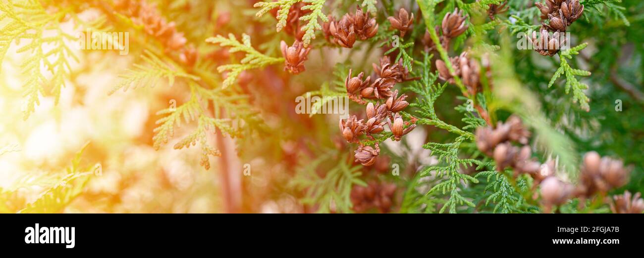 mature cones oriental arborvitae and foliage thuja. close up of bright ...