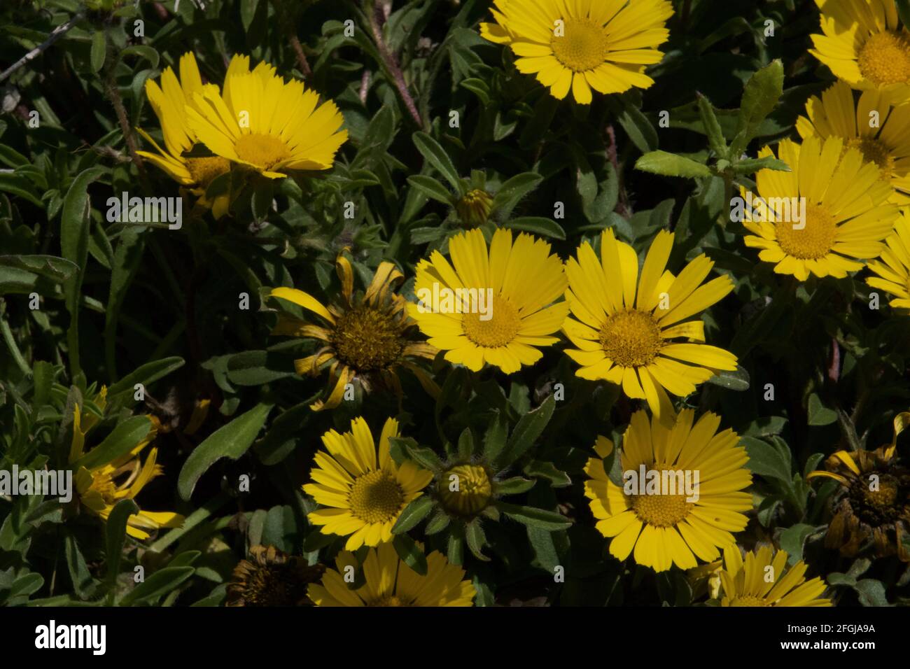 A closeup of the blossomed yellow leopard's bane flowers in the garden ...