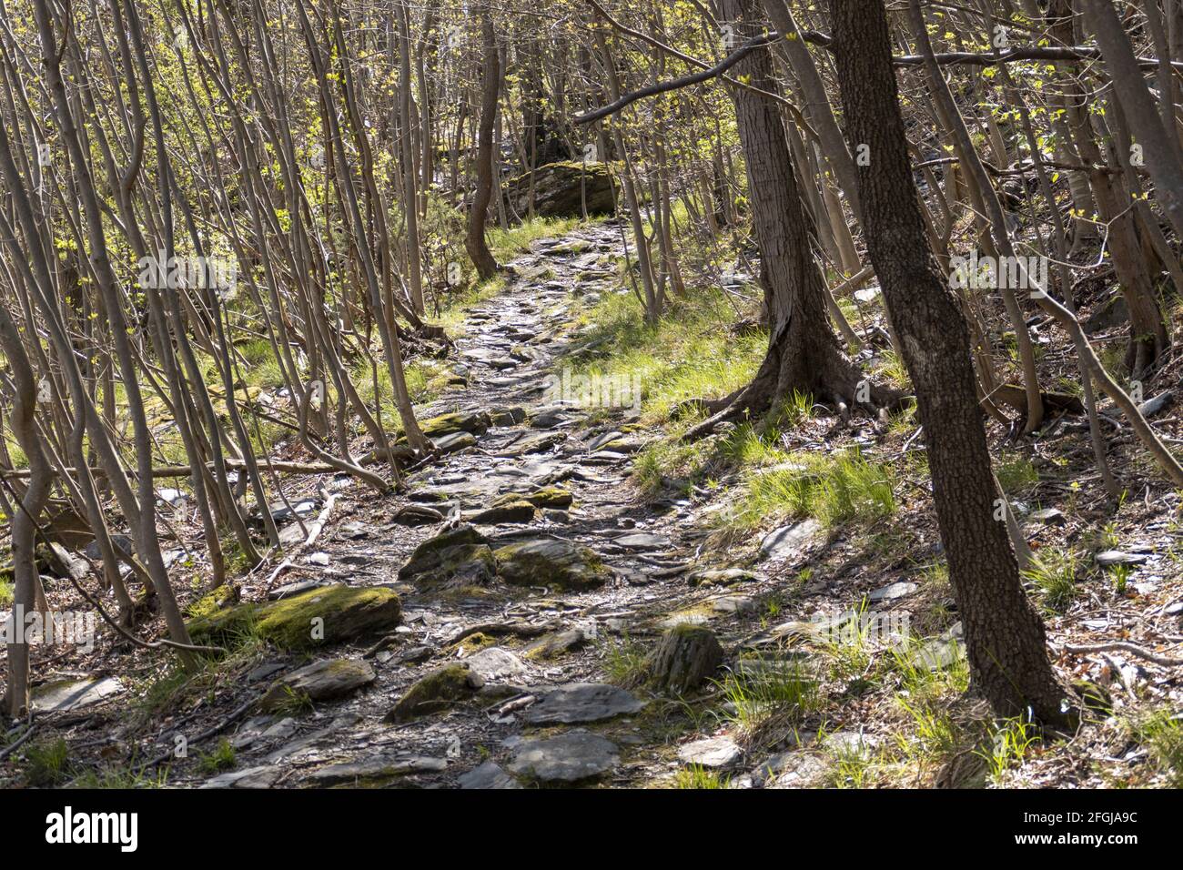 A beautiful view of a rocky pathway surrounded by trees and greens in ...