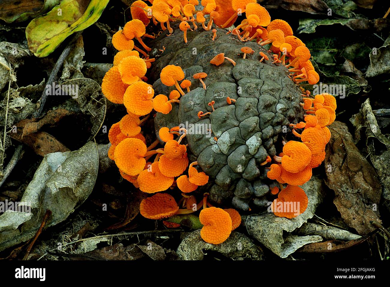 Orange pore fungus (Favolaschia calocera Stock Photo - Alamy