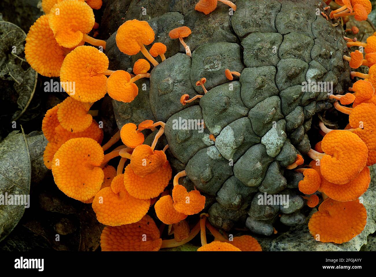 Orange pore fungus (Favolaschia calocera Stock Photo - Alamy