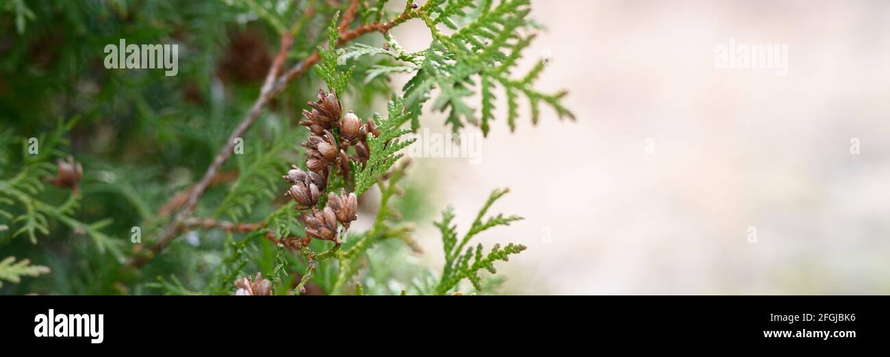 mature cones oriental arborvitae and foliage thuja. close up of bright ...