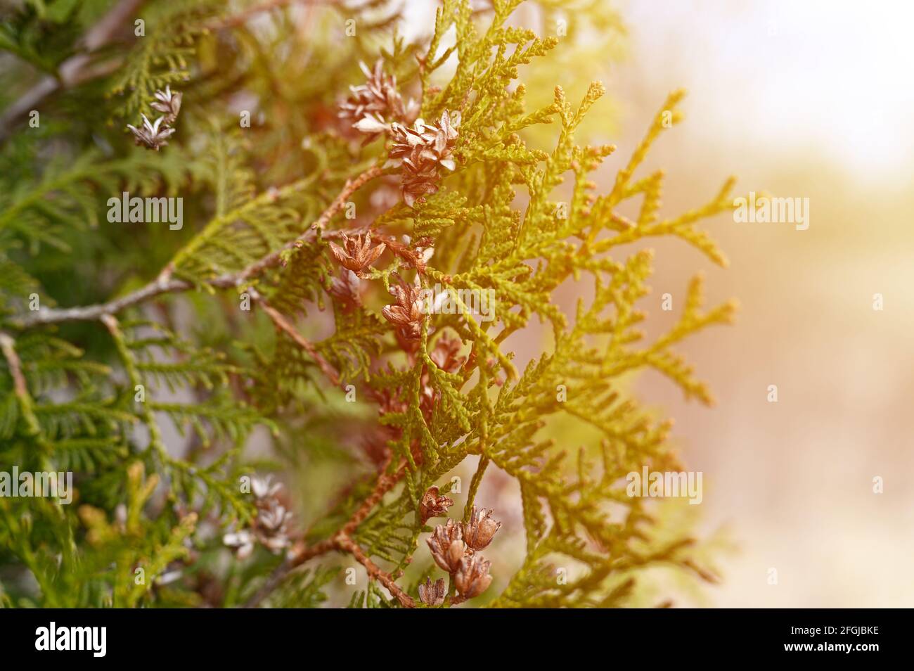 mature cones oriental arborvitae and foliage thuja. close up of bright ...