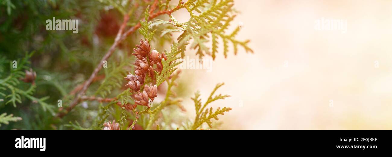 mature cones oriental arborvitae and foliage thuja. close up of bright ...