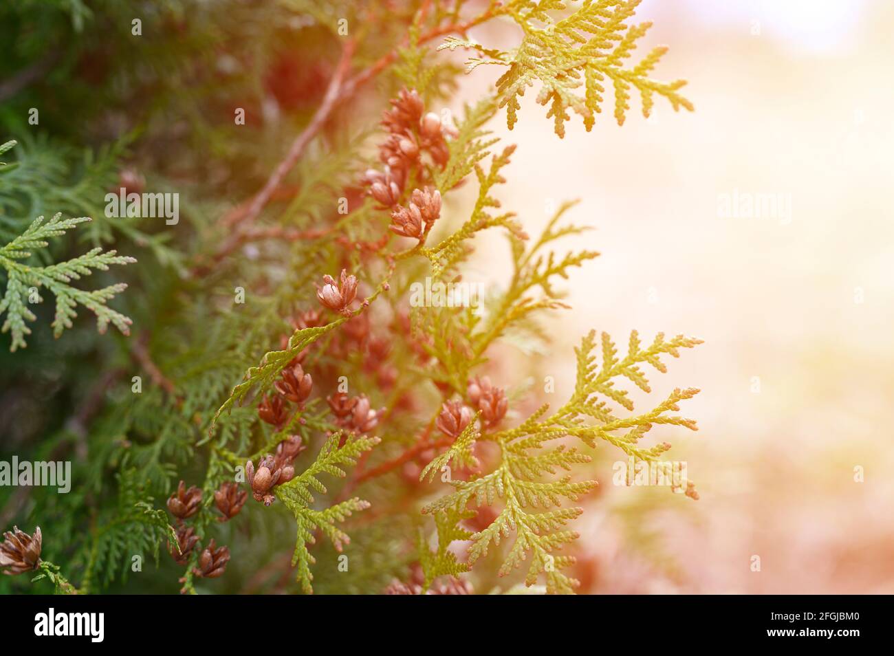 mature cones oriental arborvitae and foliage thuja. close up of bright ...
