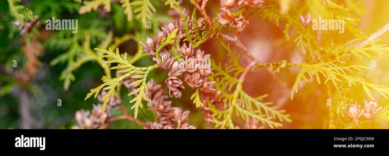 mature cones oriental arborvitae and foliage thuja. close up of bright ...