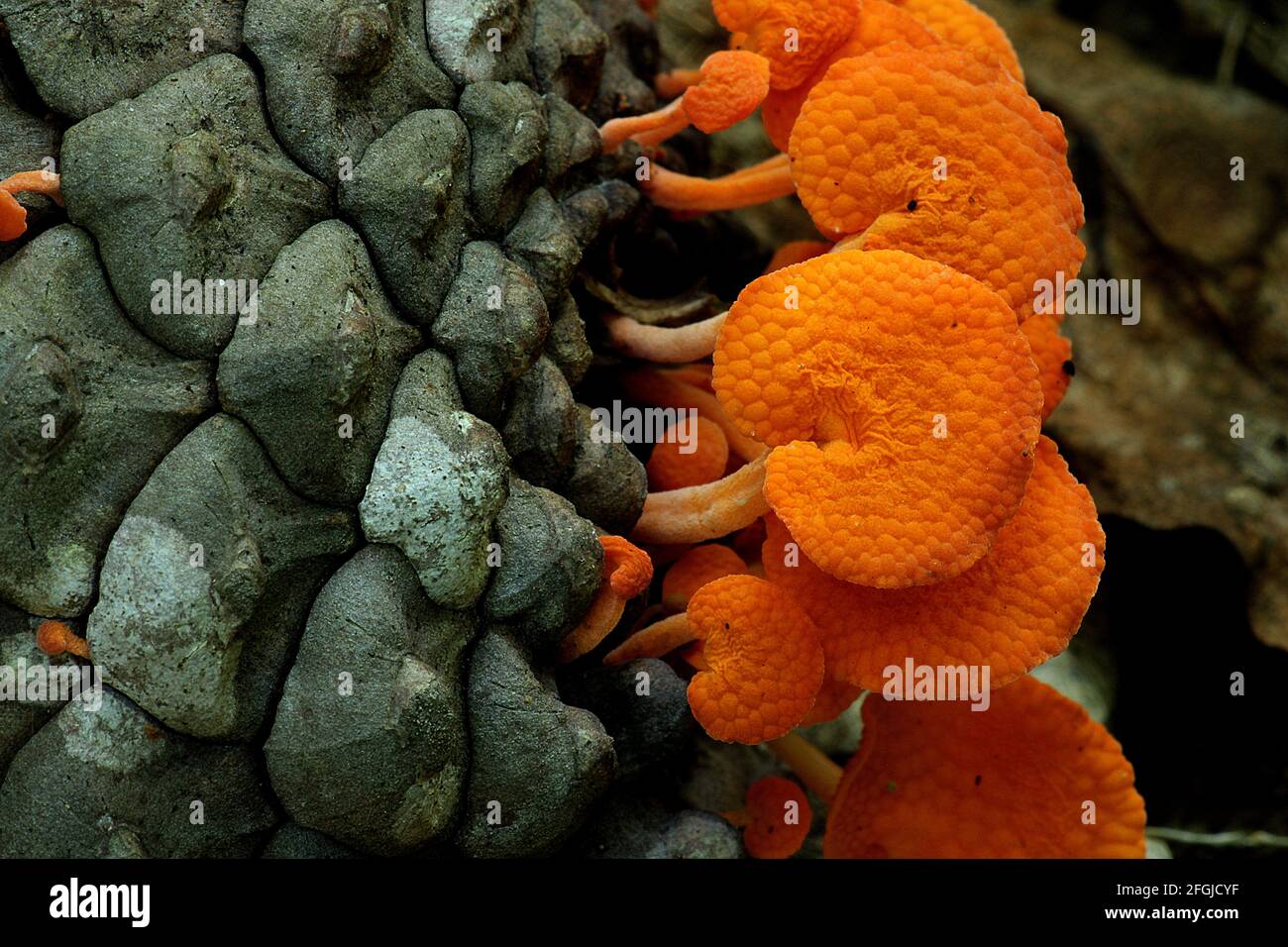 Orange pore fungus (Favolaschia calocera Stock Photo - Alamy