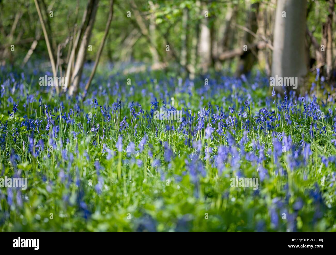 First bluebells of spring in woods in Aylesford, Kent, south east ...